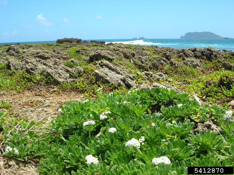 Polynesian heliotrope (Heliotropium anomalum var. argenteum A. Gray)
