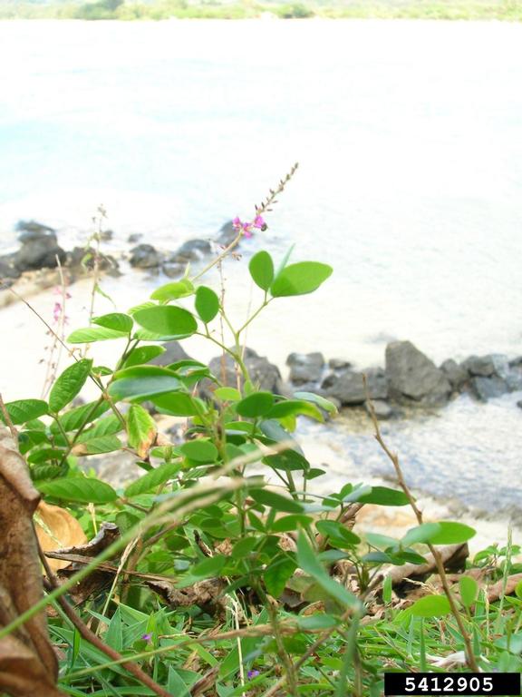 creeping beggarweed (Desmodium incanum DC.)