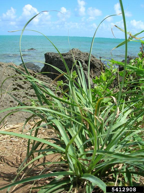 Javanese flatsedge (Cyperus javanicus Houtt.)