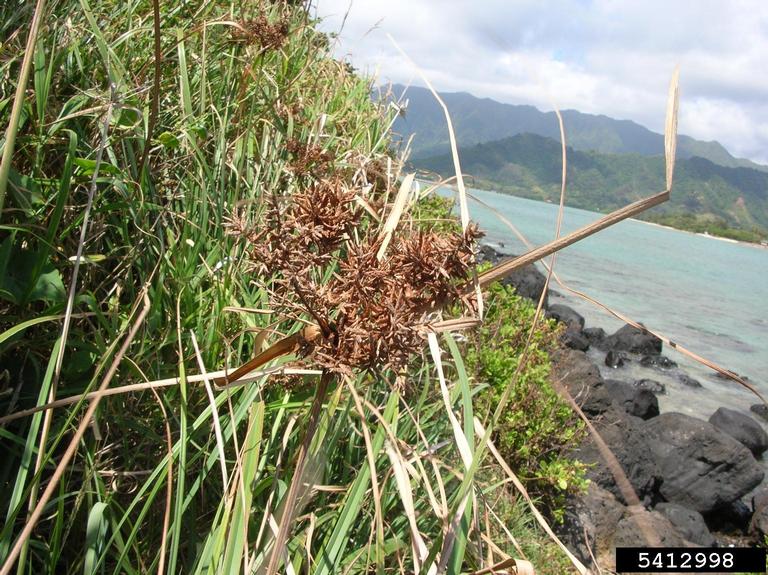Javanese flatsedge (Cyperus javanicus)