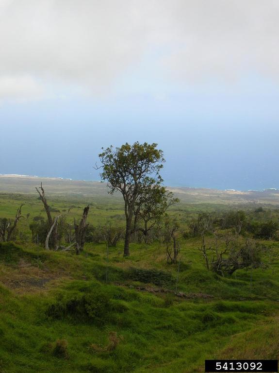 Polyscias oahuensis (A.Gray) Lowry & G.M.Plunkett