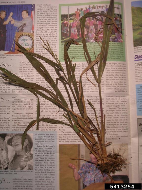 ricegrass paspalum (Paspalum scrobiculatum)