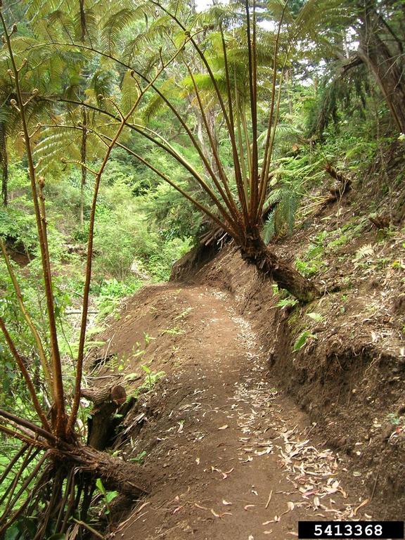 unpaved roads and trails