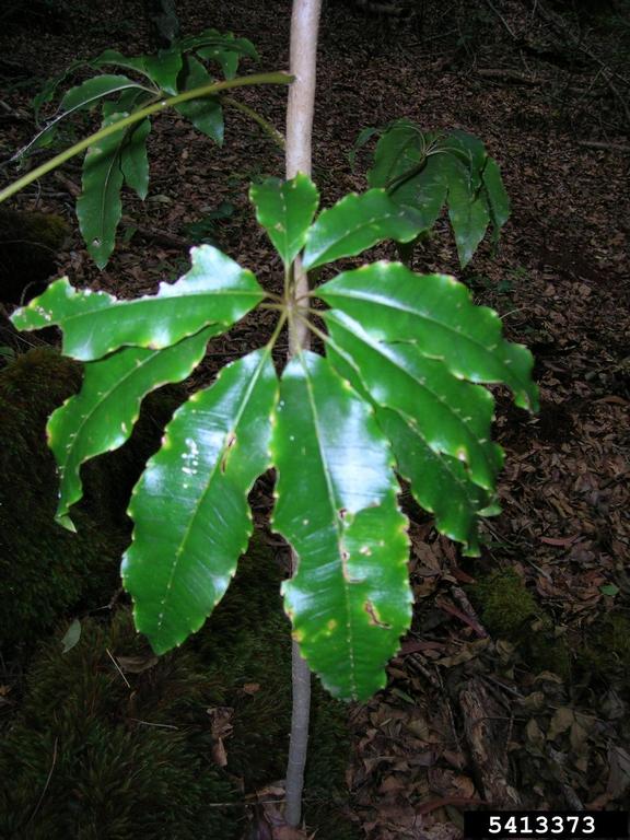 olapalapa (Cheirodendron trigynum)