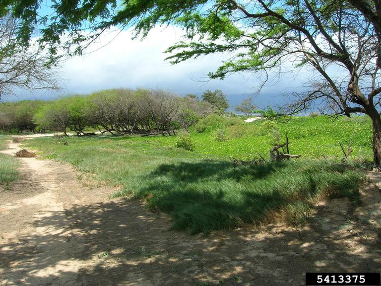 seashore dropseed (Sporobolus virginicus)