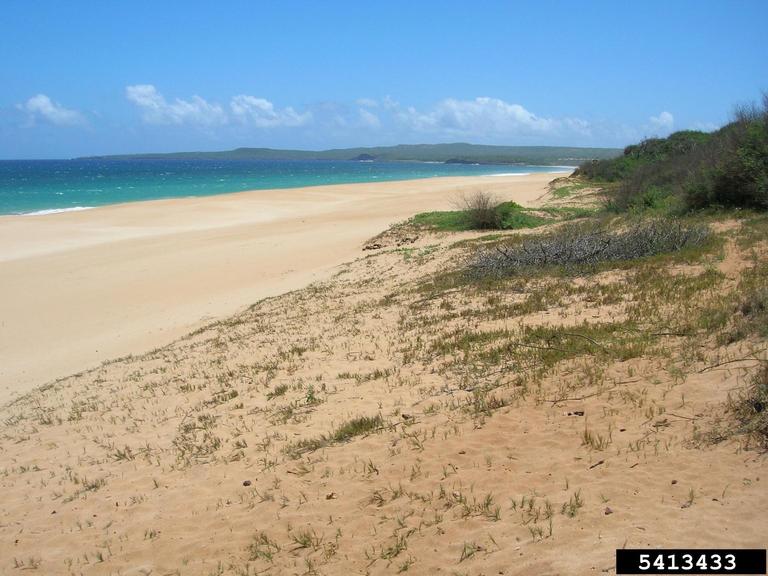 seashore dropseed (Sporobolus virginicus)