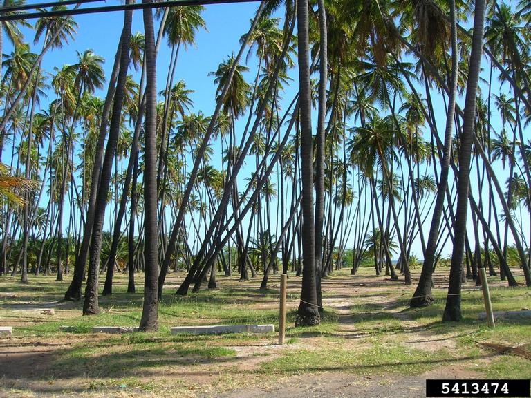 coconut palm (Cocos nucifera Linnaeus)