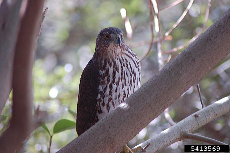 Cooper's hawk, Accipiter cooperii (Ciconiiformes: Accipitridae) - 5413569