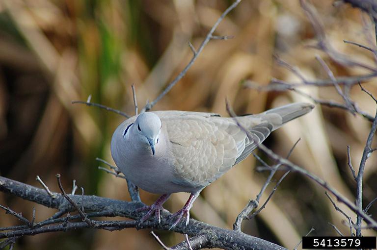 Eurasian collared-dove (Streptopelia decaocto (Frivaldszky, 1838))
