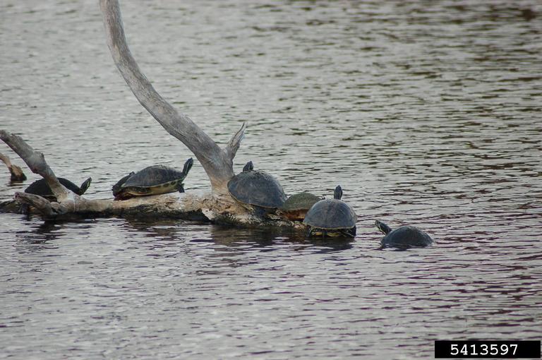 Florida redbelly turtle (Pseudemys nelsoni CARR 1938)