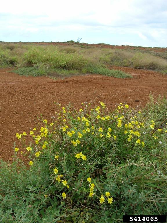 Madagascar ragwort (Senecio madagascariensis Poir.)