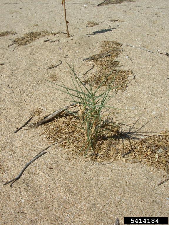 seashore dropseed (Sporobolus virginicus)
