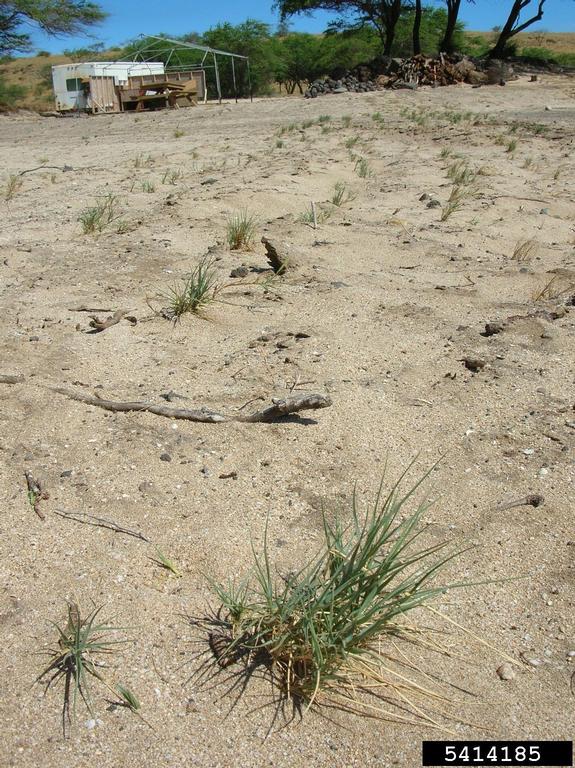 seashore dropseed (Sporobolus virginicus)