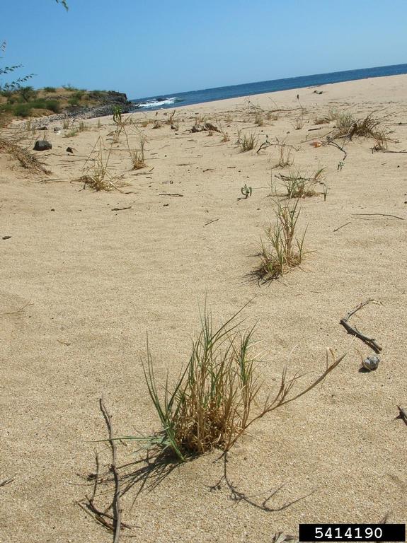 seashore dropseed (Sporobolus virginicus (L.) Kunth)