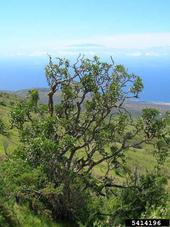 'ohe mauka (Tetraplasandra oahuensis (A. Gray) Harms)