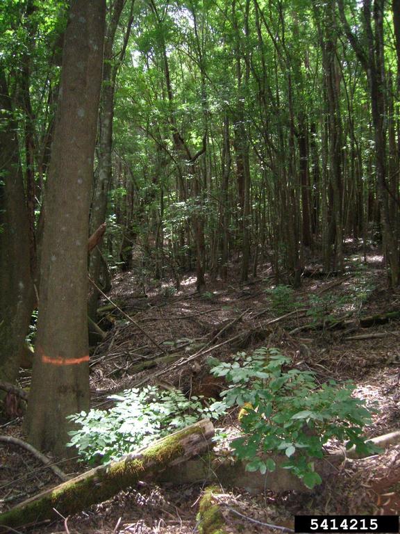 shamel ash (Fraxinus uhdei)