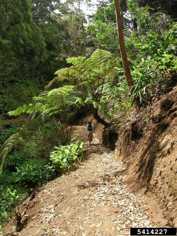 unpaved roads and trails