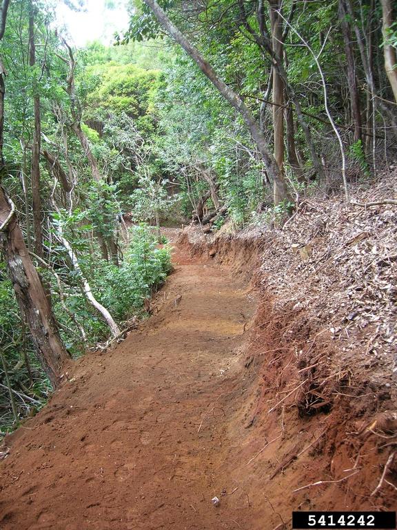 unpaved roads and trails