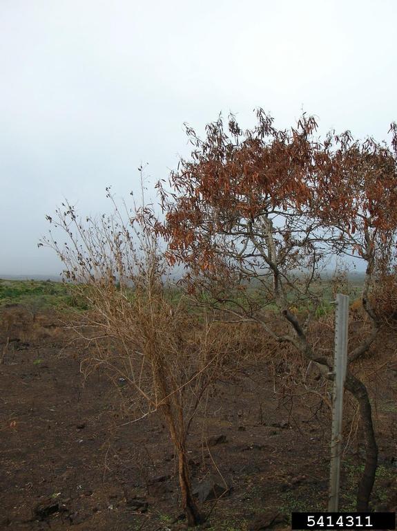 white leadtree (Leucaena leucocephala)