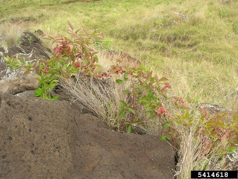 highbush blackberry (Rubus argutus Link)