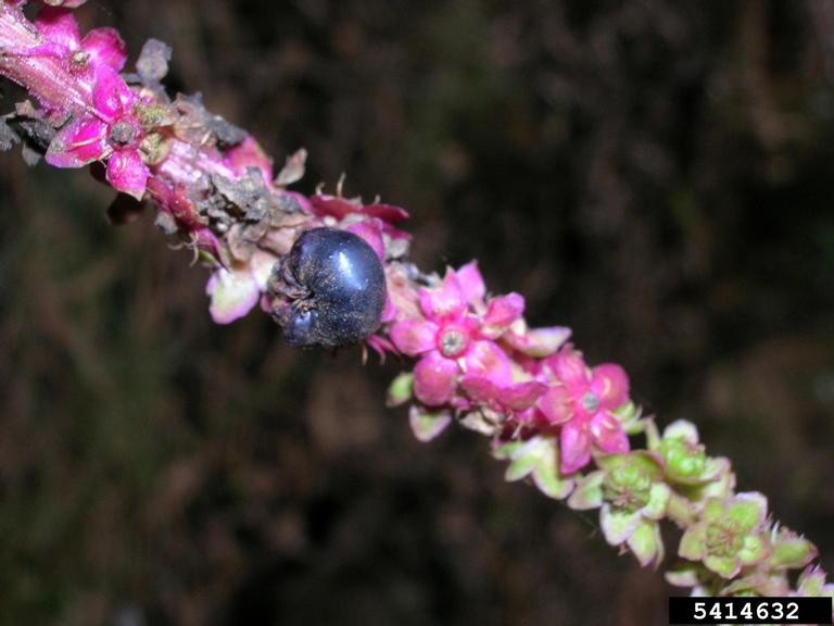 common pokeweed (Phytolacca americana L.)