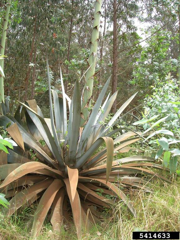 agave (Genus Agave L.)