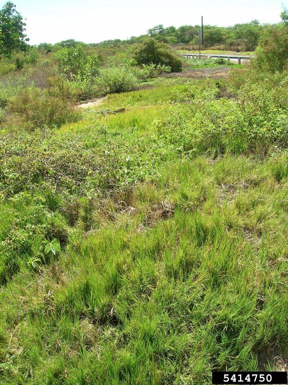 seashore dropseed, Sporobolus virginicus (Cyperales: Poaceae) - 5414750