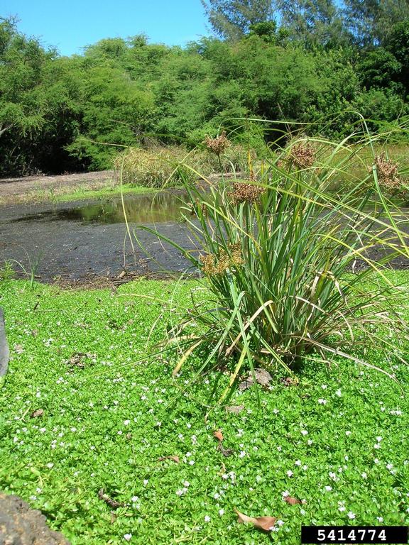 Javanese flatsedge (Cyperus javanicus Houtt.)
