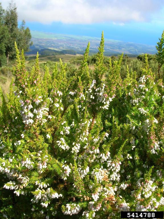 Spanish heath (Erica lusitanica K. Rudolphi)