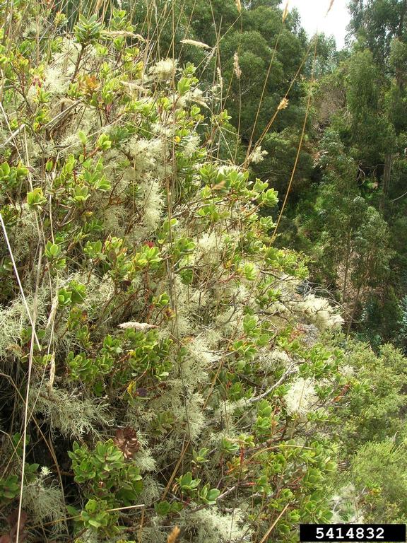 ohelo 'ai (Vaccinium reticulatum Sm.)