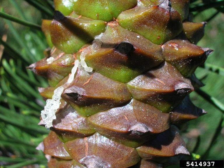 pine (Genus Pinus L.)