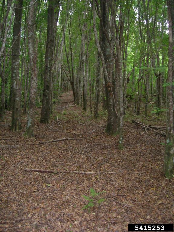 unpaved roads and trails