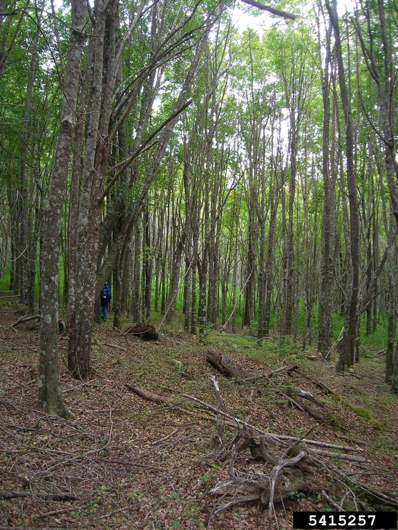 shamel ash (Fraxinus uhdei (Wenzig) Lingelsh)