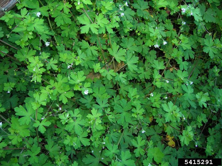 geranium (Genus Geranium)