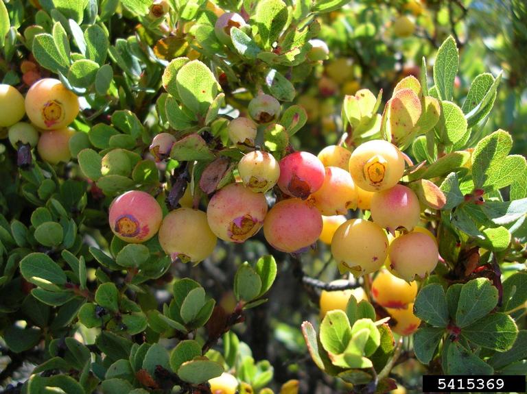 ohelo 'ai (Vaccinium reticulatum Sm.)