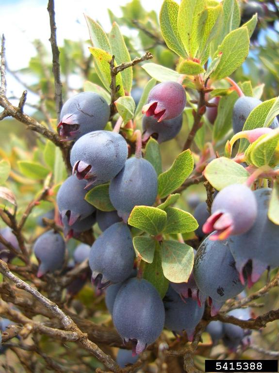 ohelo 'ai (Vaccinium reticulatum)