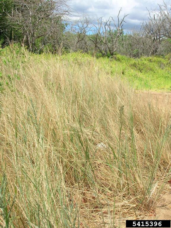 Mexican sprangletop (Leptochloa fusca ssp. uninervia)