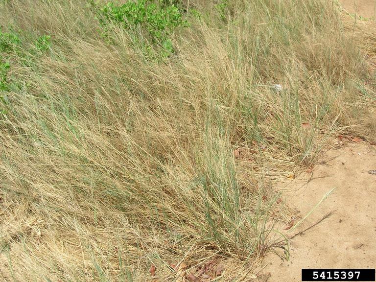 Mexican sprangletop (Leptochloa fusca ssp. uninervia (J. Presl) N. Snow)