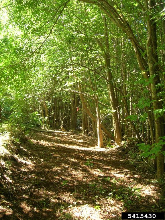 unpaved roads and trails