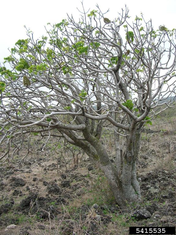 Polyscias sandwicensis (A.Gray) Lowry & G.M.Plunkett