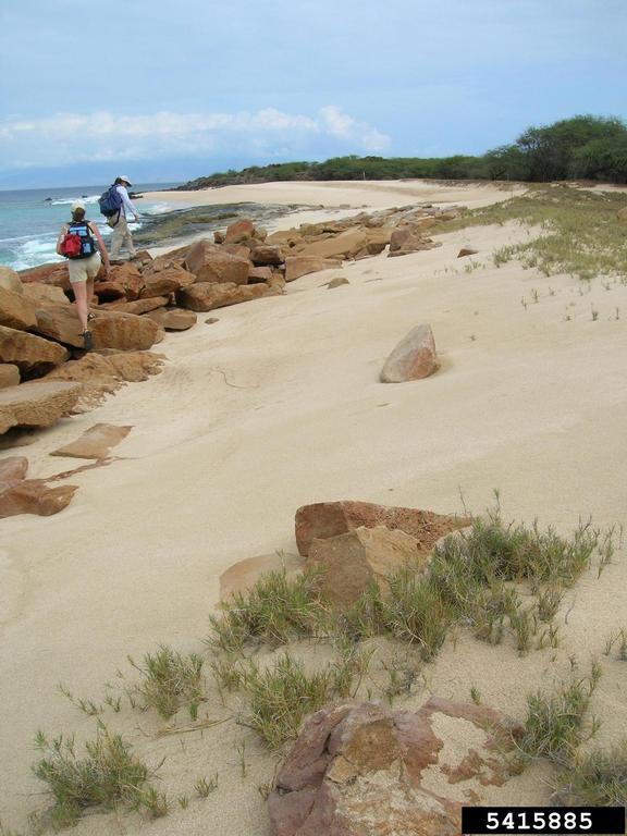 seashore dropseed (Sporobolus virginicus)