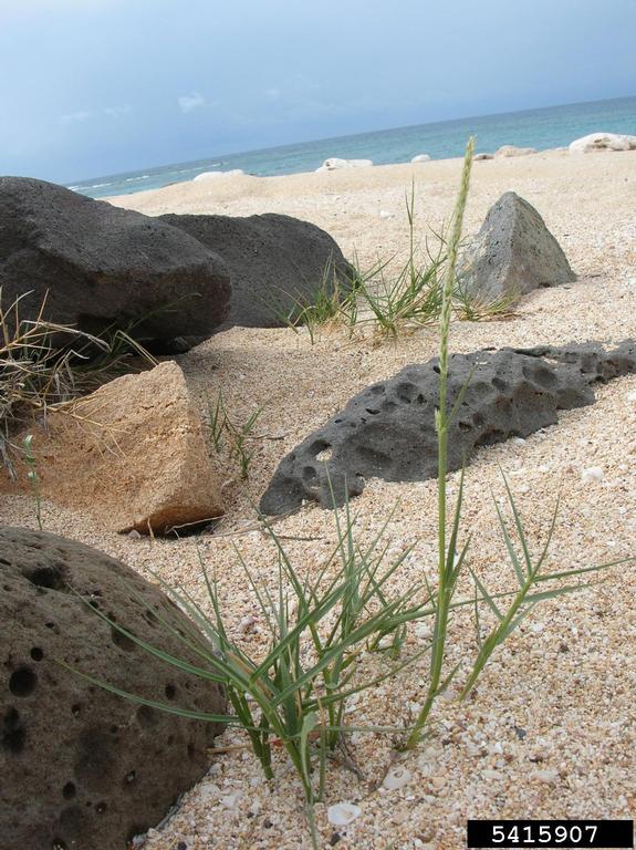 seashore dropseed, Sporobolus virginicus (Cyperales: Poaceae) - 5415907