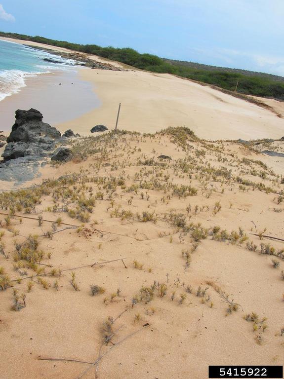 seashore dropseed (Sporobolus virginicus (L.) Kunth)
