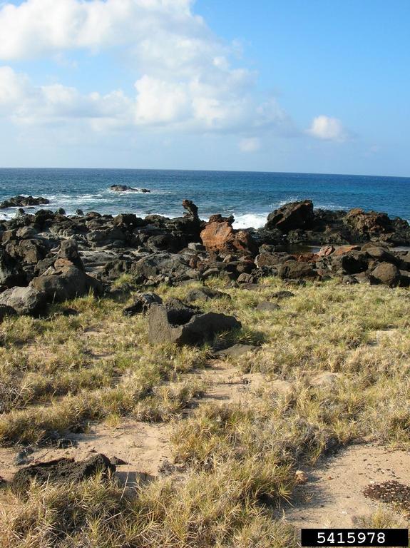 seashore dropseed (Sporobolus virginicus (L.) Kunth)