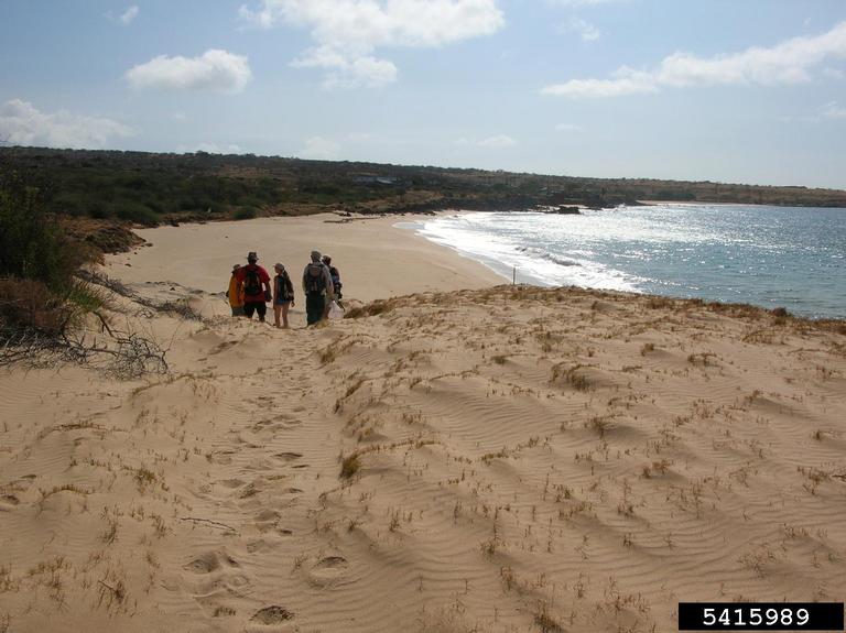 seashore dropseed (Sporobolus virginicus)