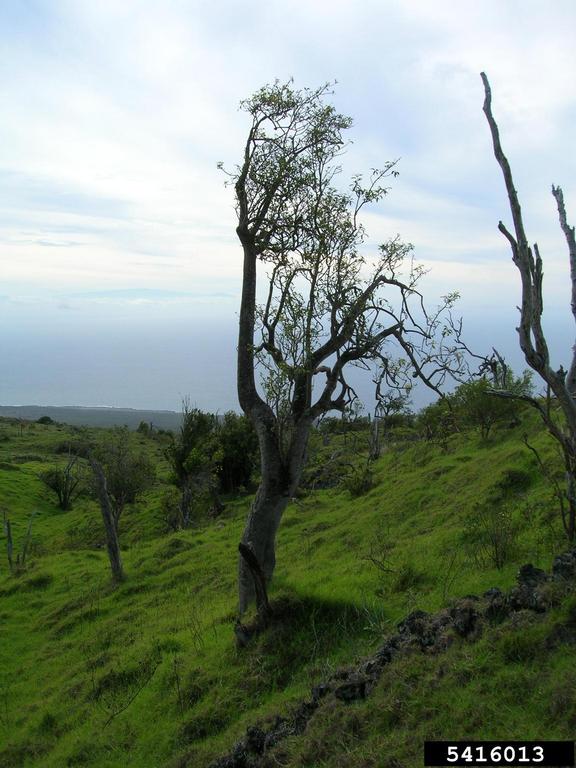 broadleaf papala (Charpentiera obovata)