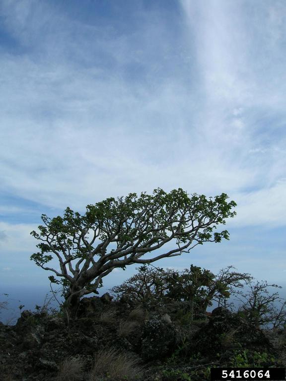 'ohe makai (Reynoldsia sandwicensis)