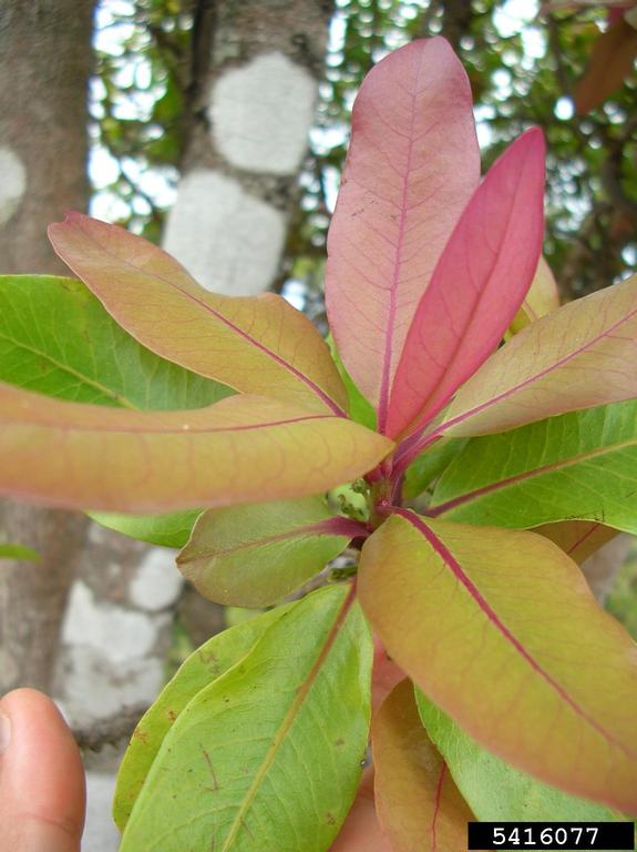 Lanai colicwood (Myrsine lanaiensis)