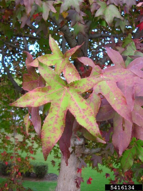 sweetgum (Liquidambar styraciflua)