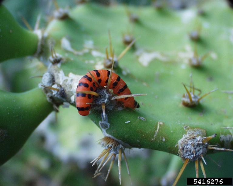 cactus moth (Cactoblastis cactorum)